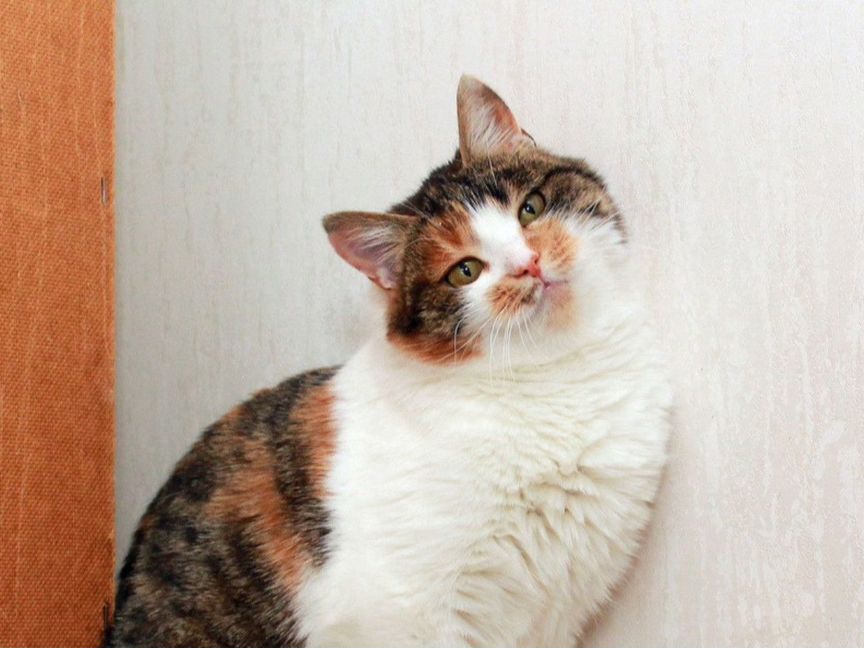 Котенок в добрые руки. Олеся - румяные щечки