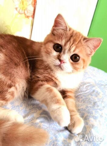 Шотландский котенок, котик с прямыми ушками