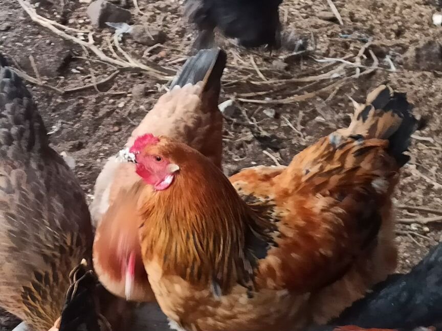 Молодые петухи