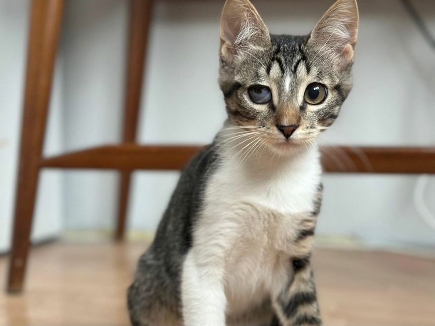 Особенный одноглащый котенок Ерошка в дар
