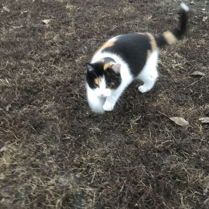 Котята в добрые руки бесплатно