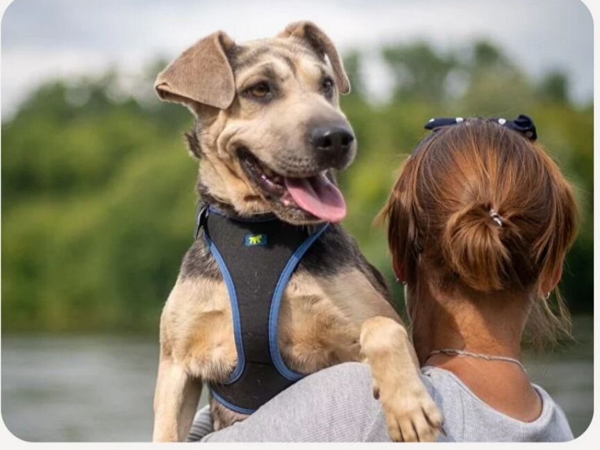 Баффи в добрые ручки