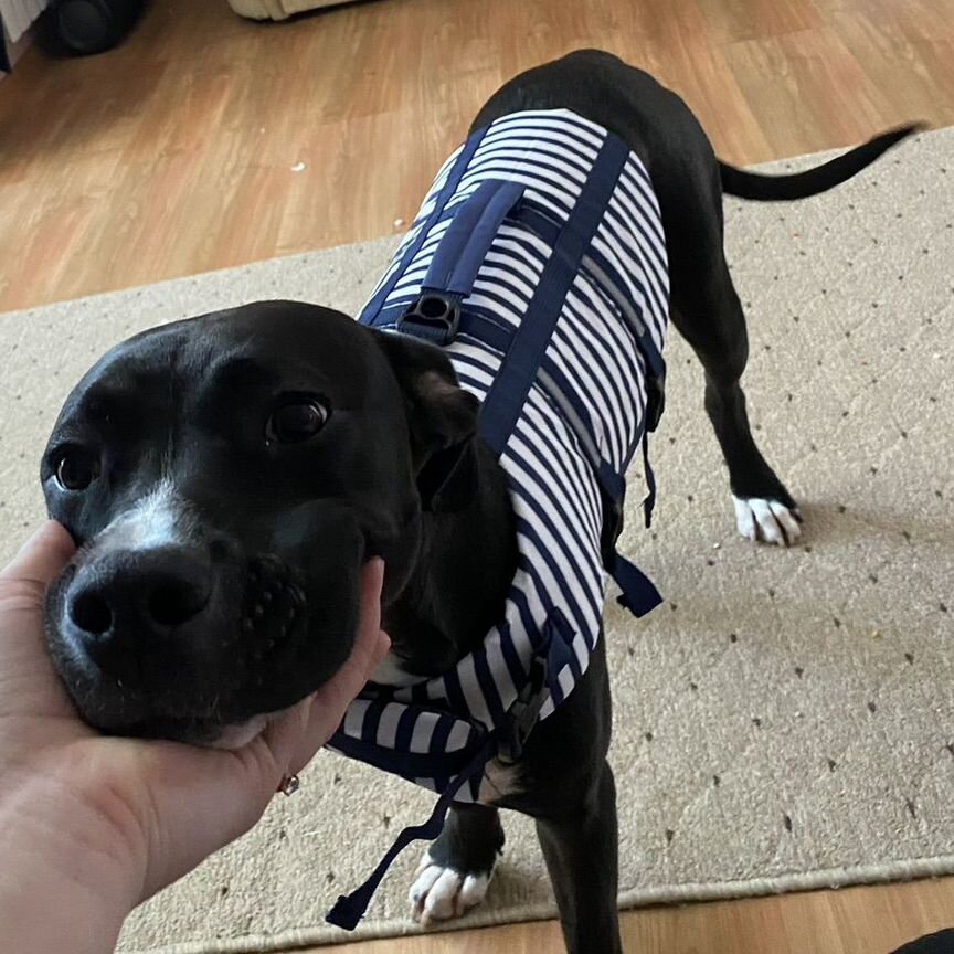 Отдам в хорошие руки собаку