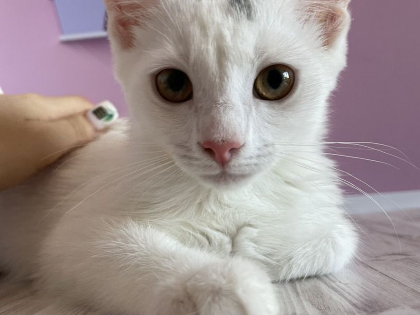 Нежная белая девочка