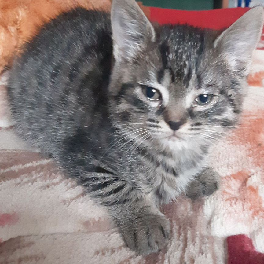 Котенок мальчик