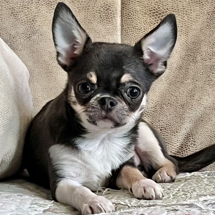 Чихуахуа голубо-подпалый мальчик