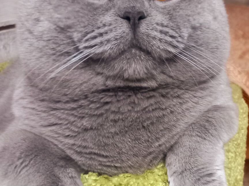 Британская вязка