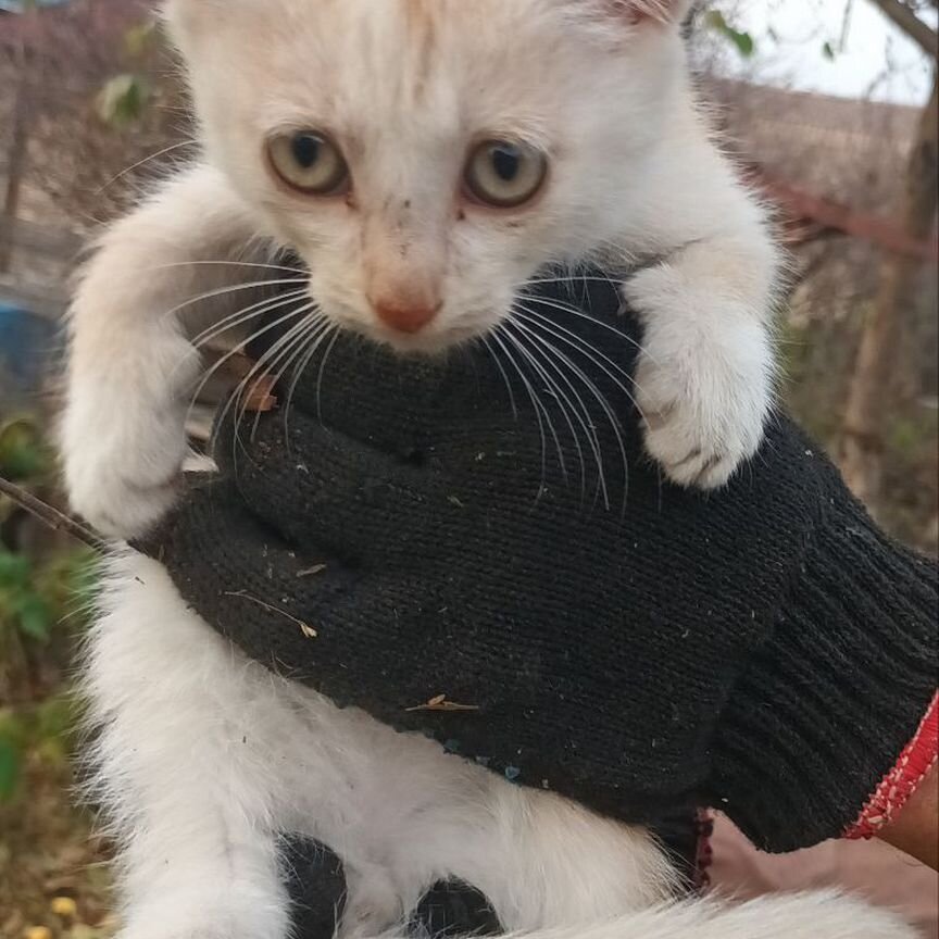 Котик в добрые руки