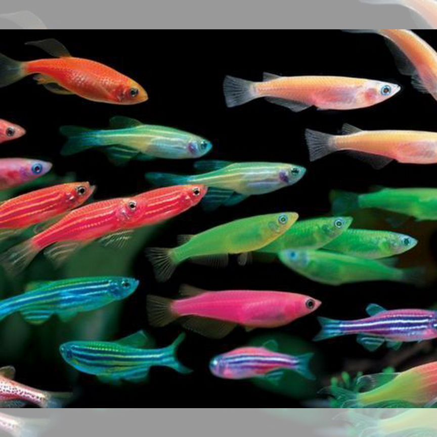 Аквариумные рыбки Данио Гло