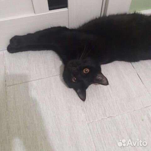 Кошка в дар