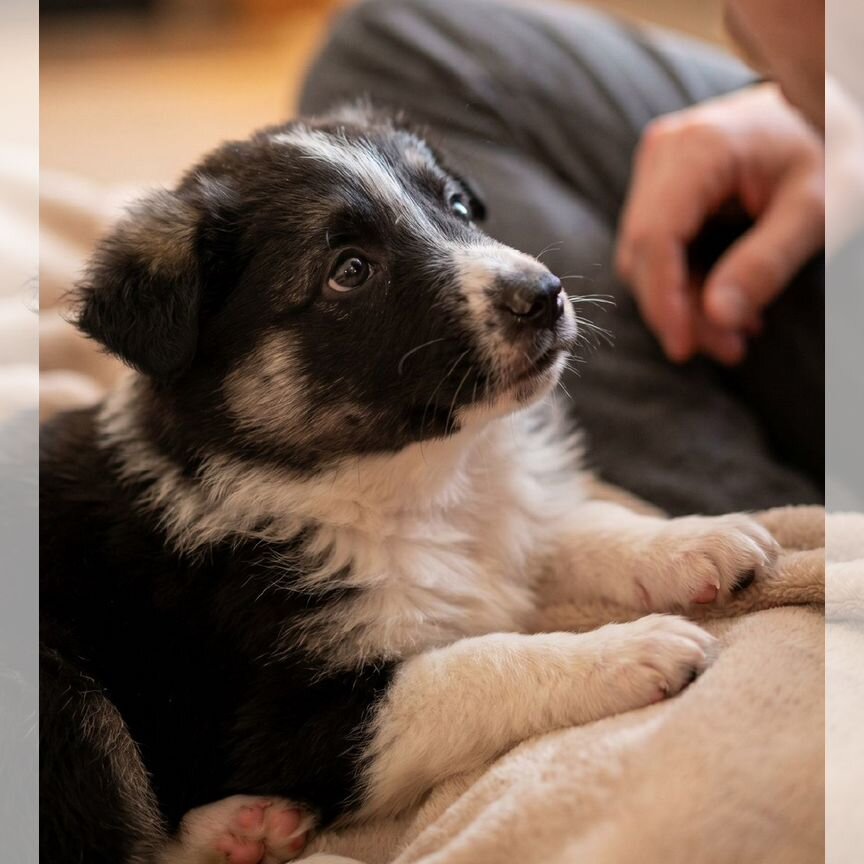 Щенок в добрые руки