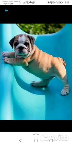 Супер Мальчик Риччи