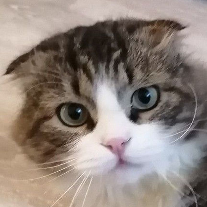 Кот в добрые руки бесплатно
