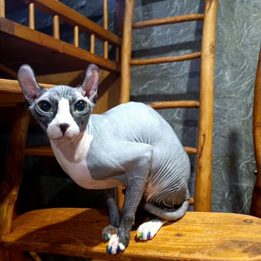 Кошечка в дар