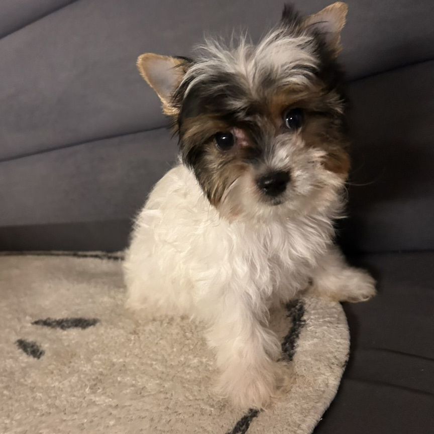 Йоркширский терьер, щенок