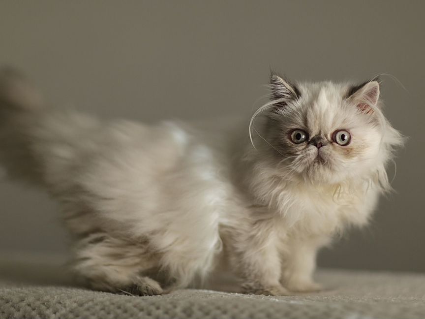 Экзотические длинношерстные котята