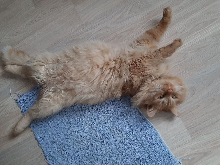 Пушистый рыжий кот