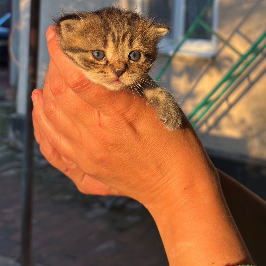 Котята вислоухой кошки