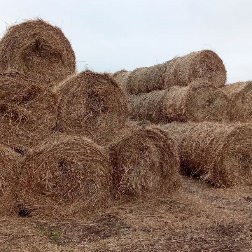 Сено в рулонах