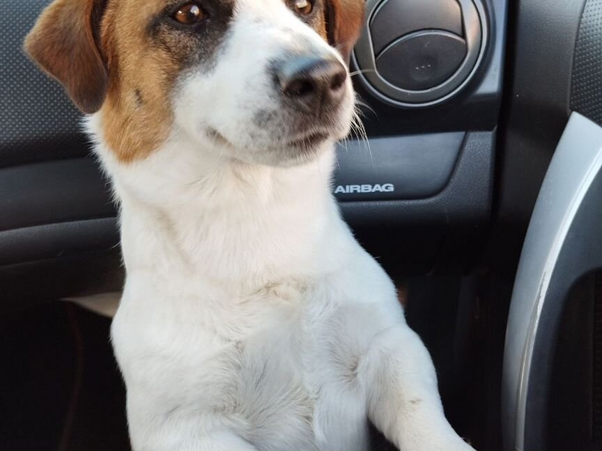 Джек Рассел терьер