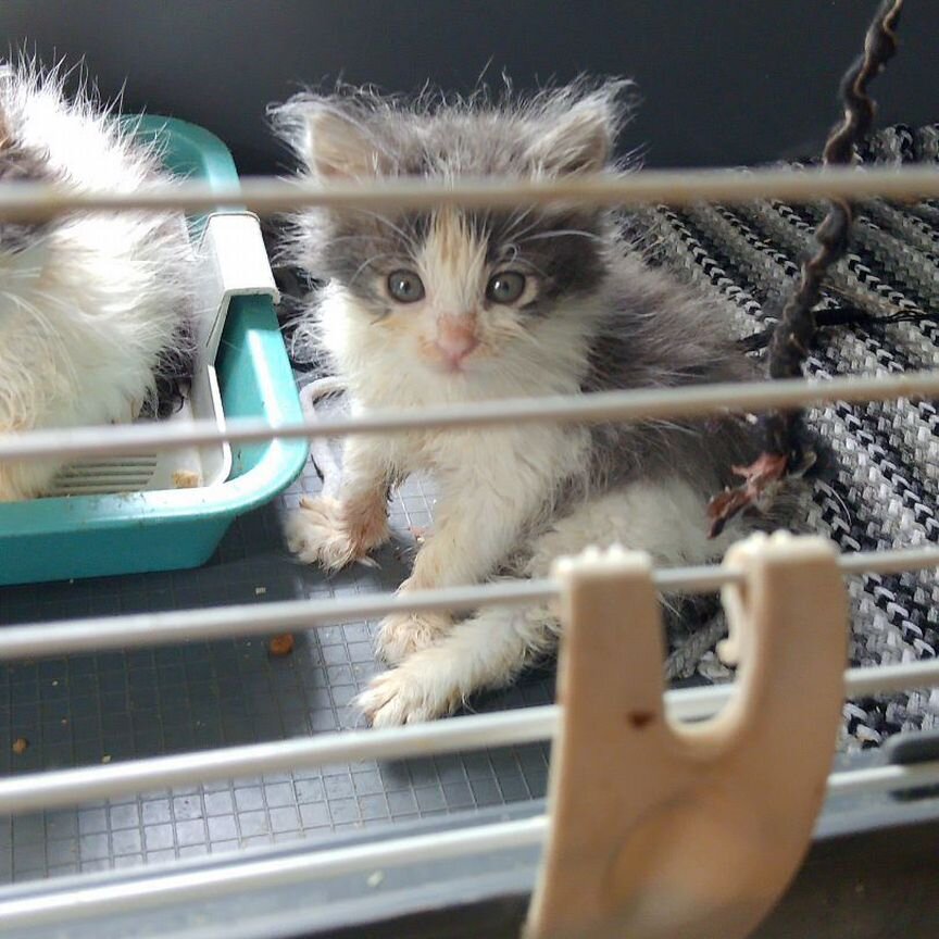 Котята, 1.5мес