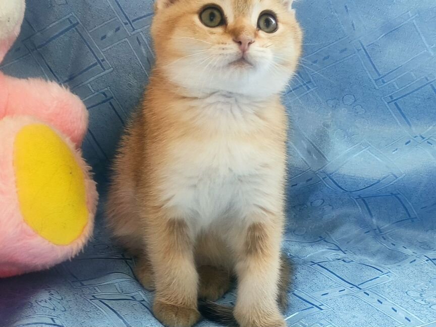 Шотландская вислоухая золотая шиншилла