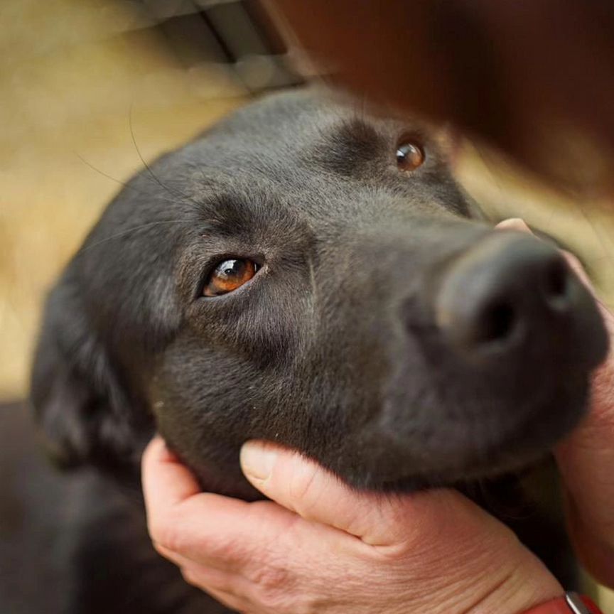 Собака в добрые руки