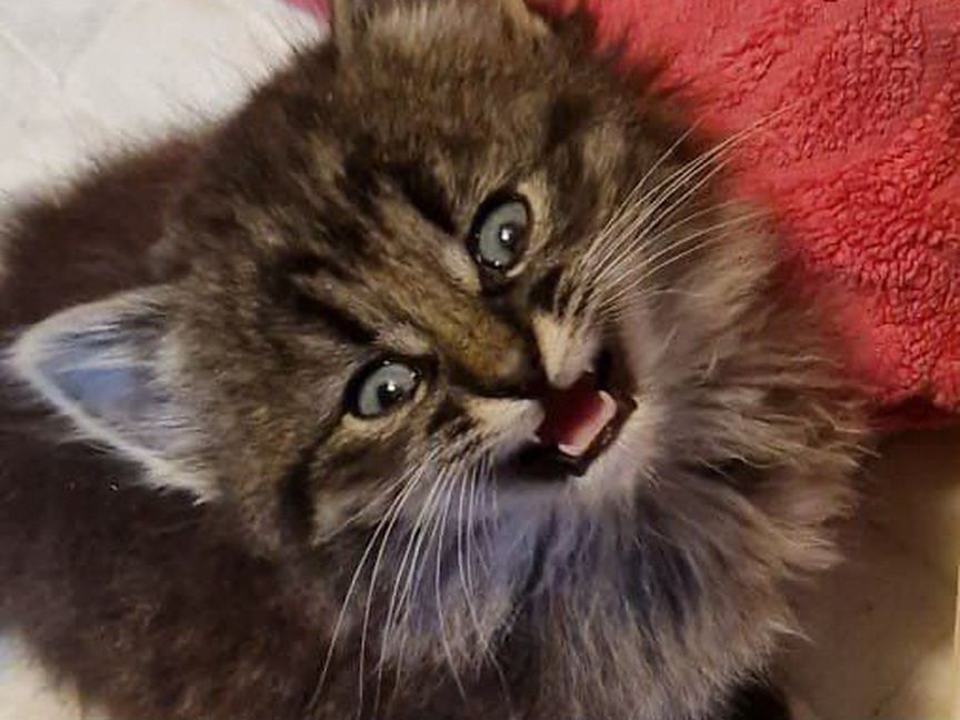 Ищет дом котенок