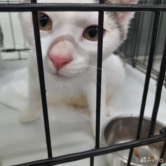 Котенок с рождения живет в клетке. В дар