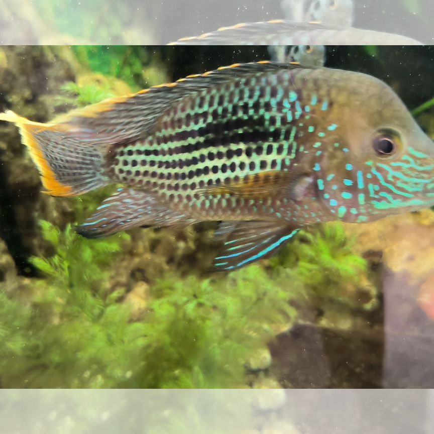 Аквариумные рыбки