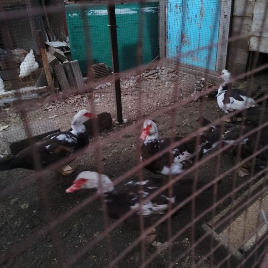 Селезень индоутки