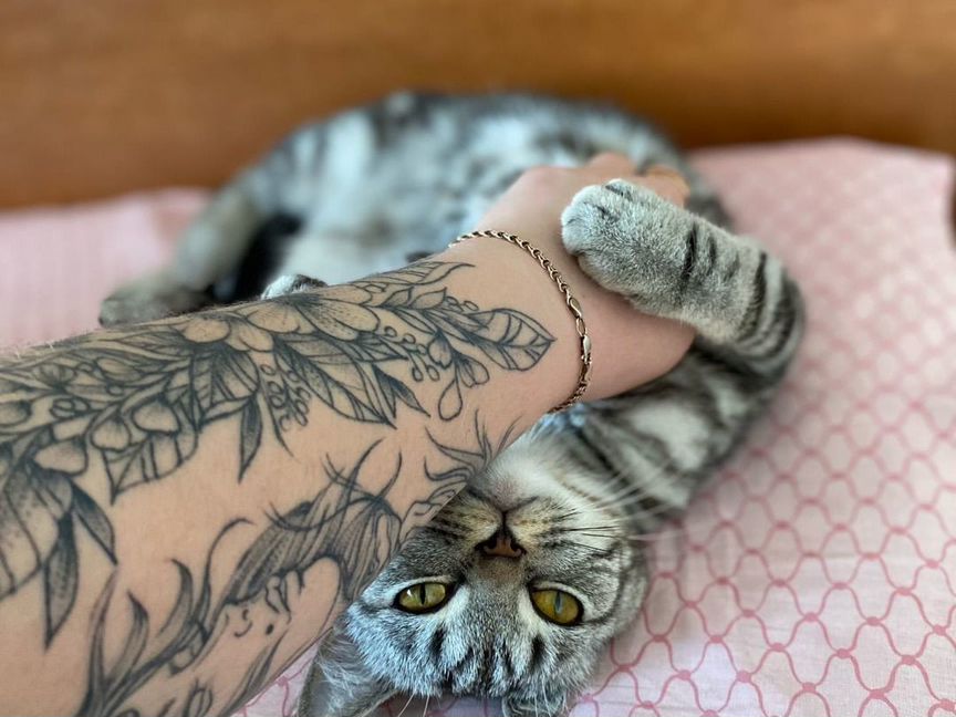 Шотландская кошечка