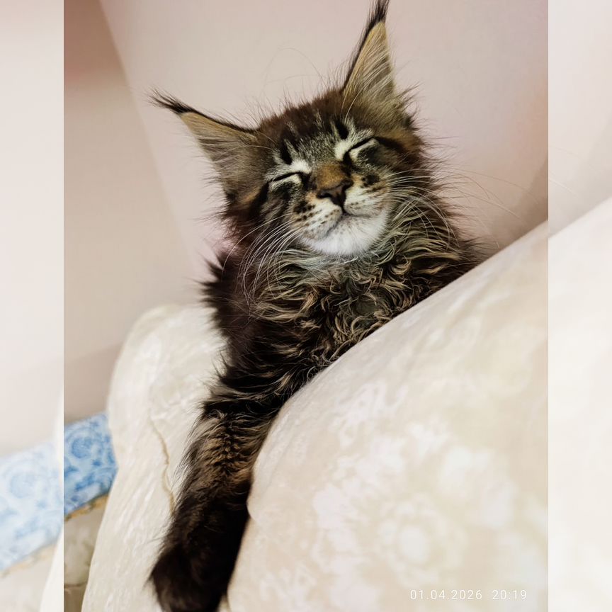 Мейн-кун котёнок