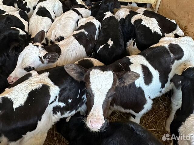 Бычки телочки