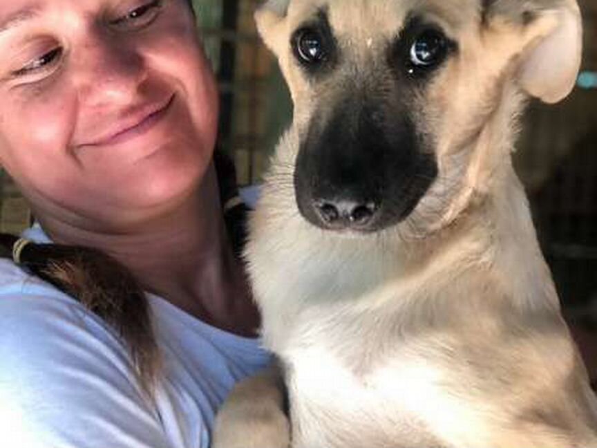 Собака в клетке