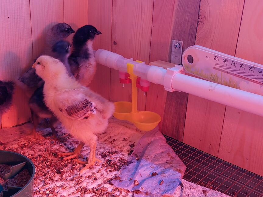 Цыплята грюнлегер