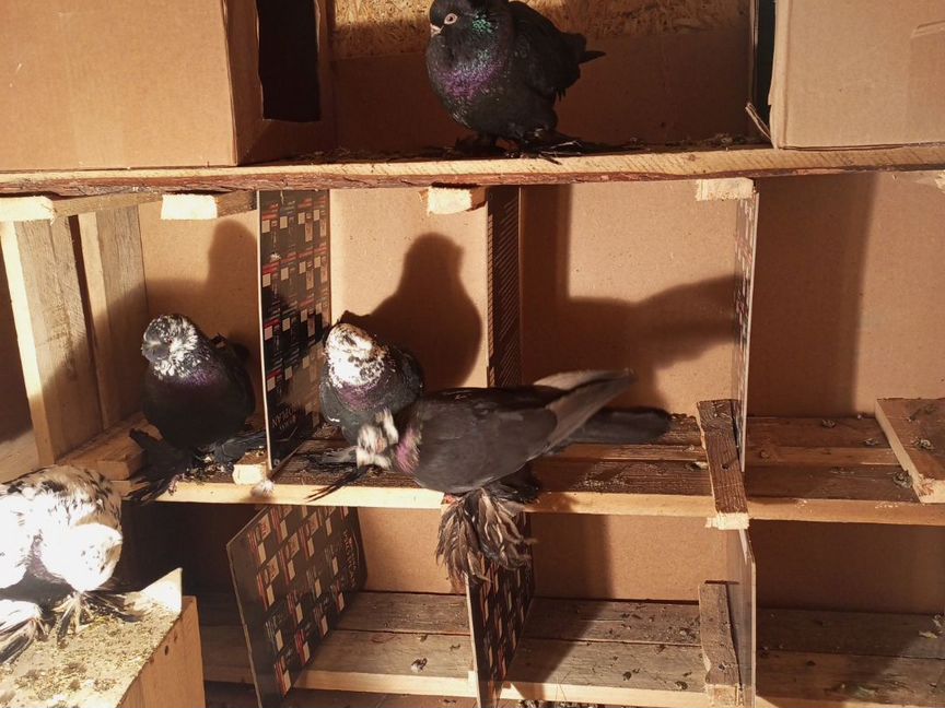 Голуби узбекские