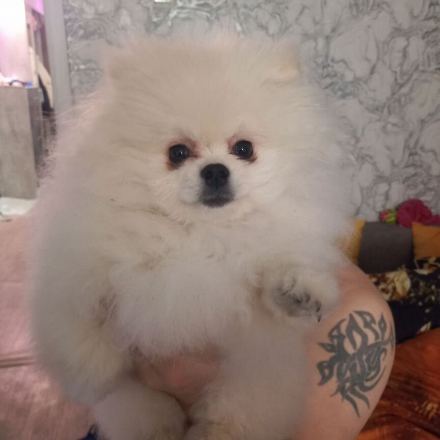 Шпиц тип мишка