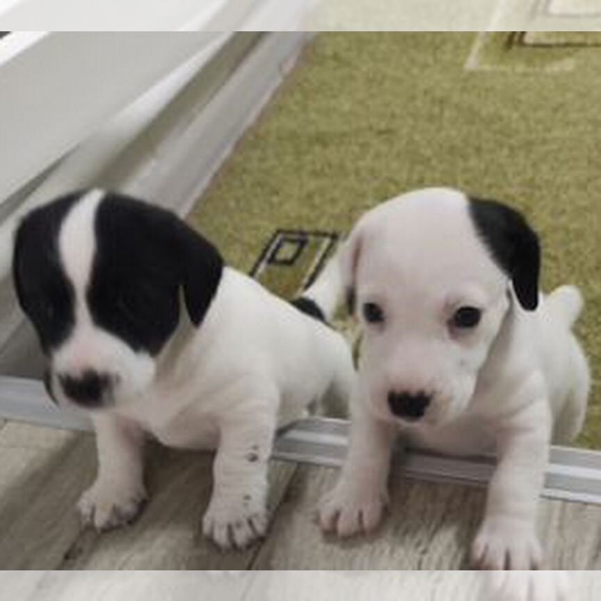 Джек-рассел-терьер, щенок