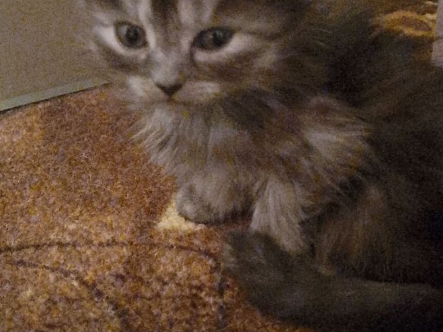 Котята шотландской вислоухой кошки