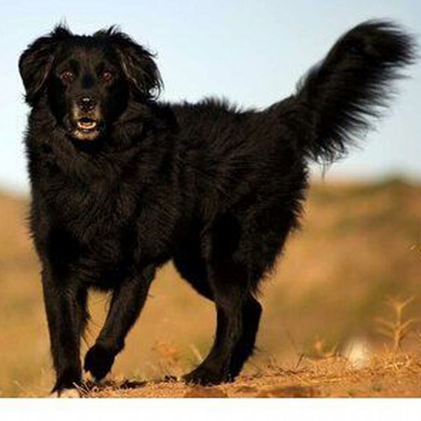 Немецкая овчарка, щенок