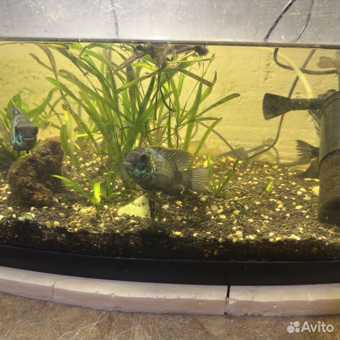 Аквариус с рыбками