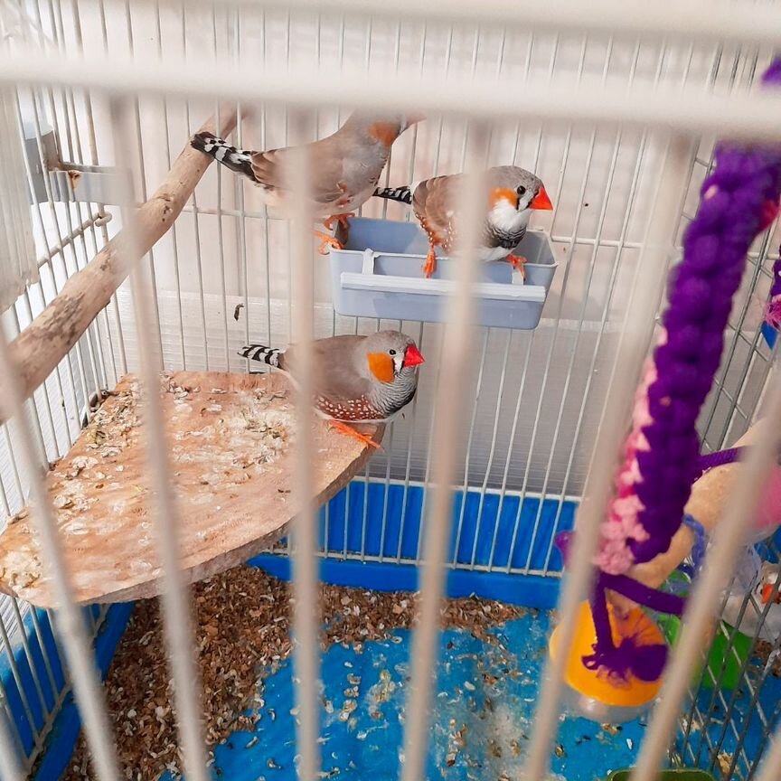 Зебровые амадины