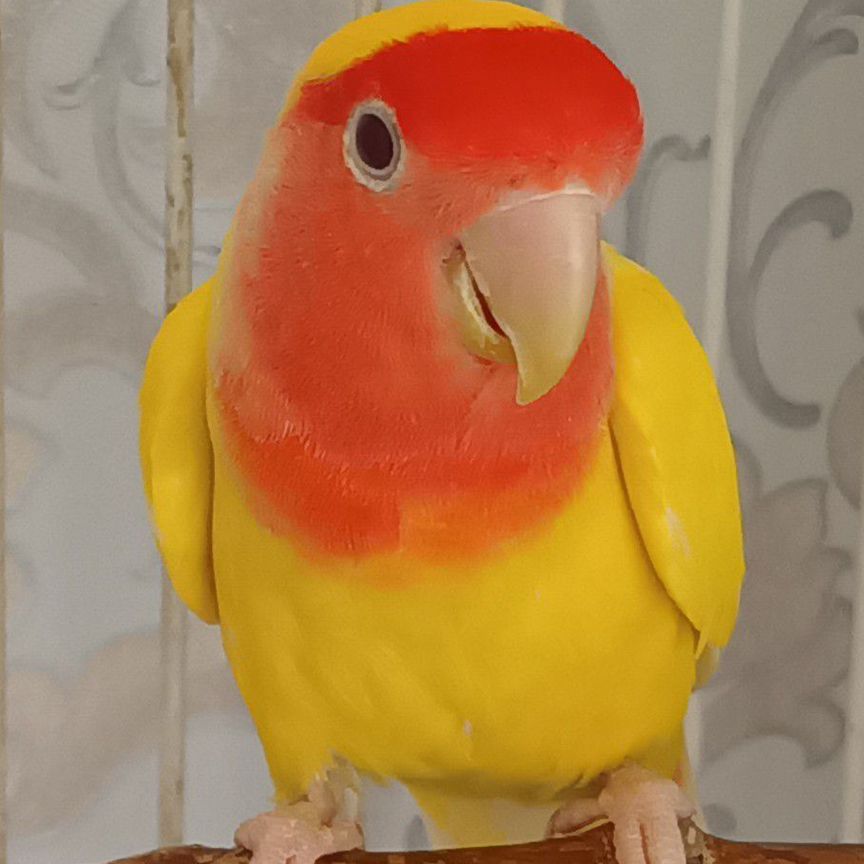 Неразлучник розовощекий с клеткой