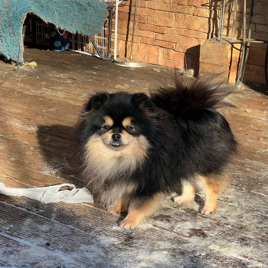 Померанский шпиц