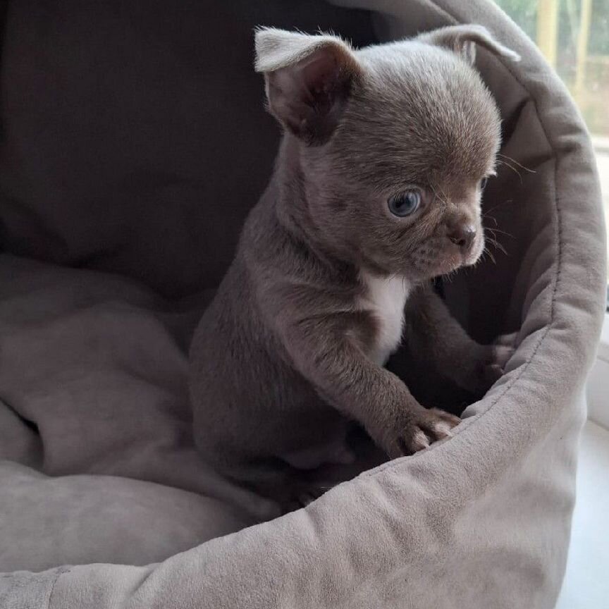 Шикарные лиловые щенки