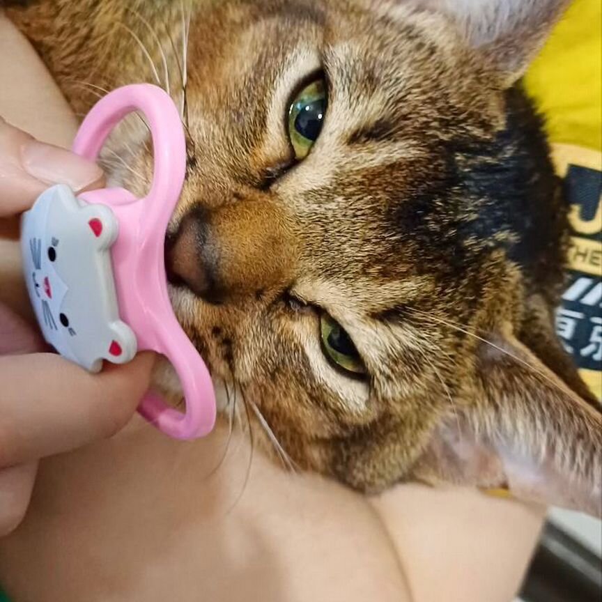 Абиссинский наиумнейший котик