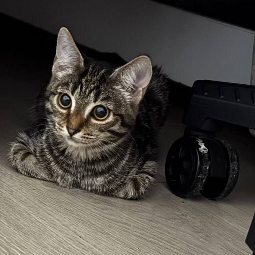 Потерялась кошка