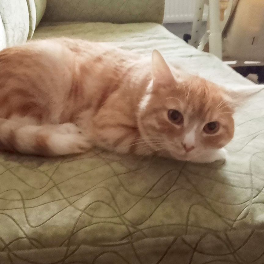 Котик 1,5 года
