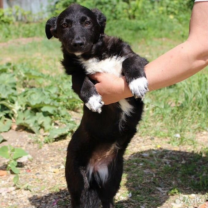 Щенок Даша в добрые руки